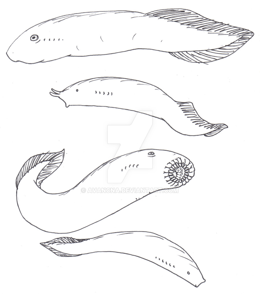Class Agnatha (jawless fish) And Subclasses