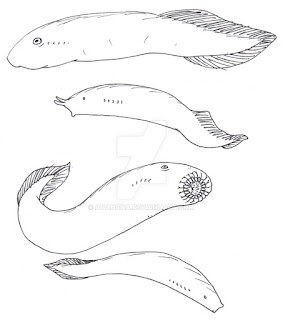 Class Agnatha (jawless fish) And Subclasses