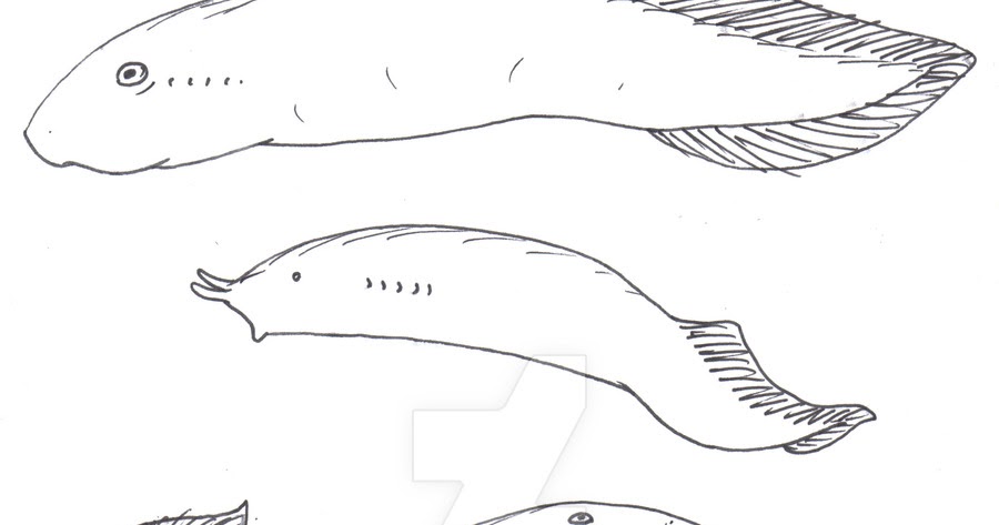 Class Agnatha (jawless fish) And Subclasses