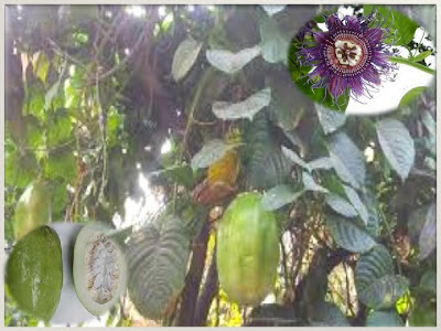 PAPÁBETO y CUCÚ: FRUTAS 03 REPÚBLICA DOMINICANA: Frutas exóticas