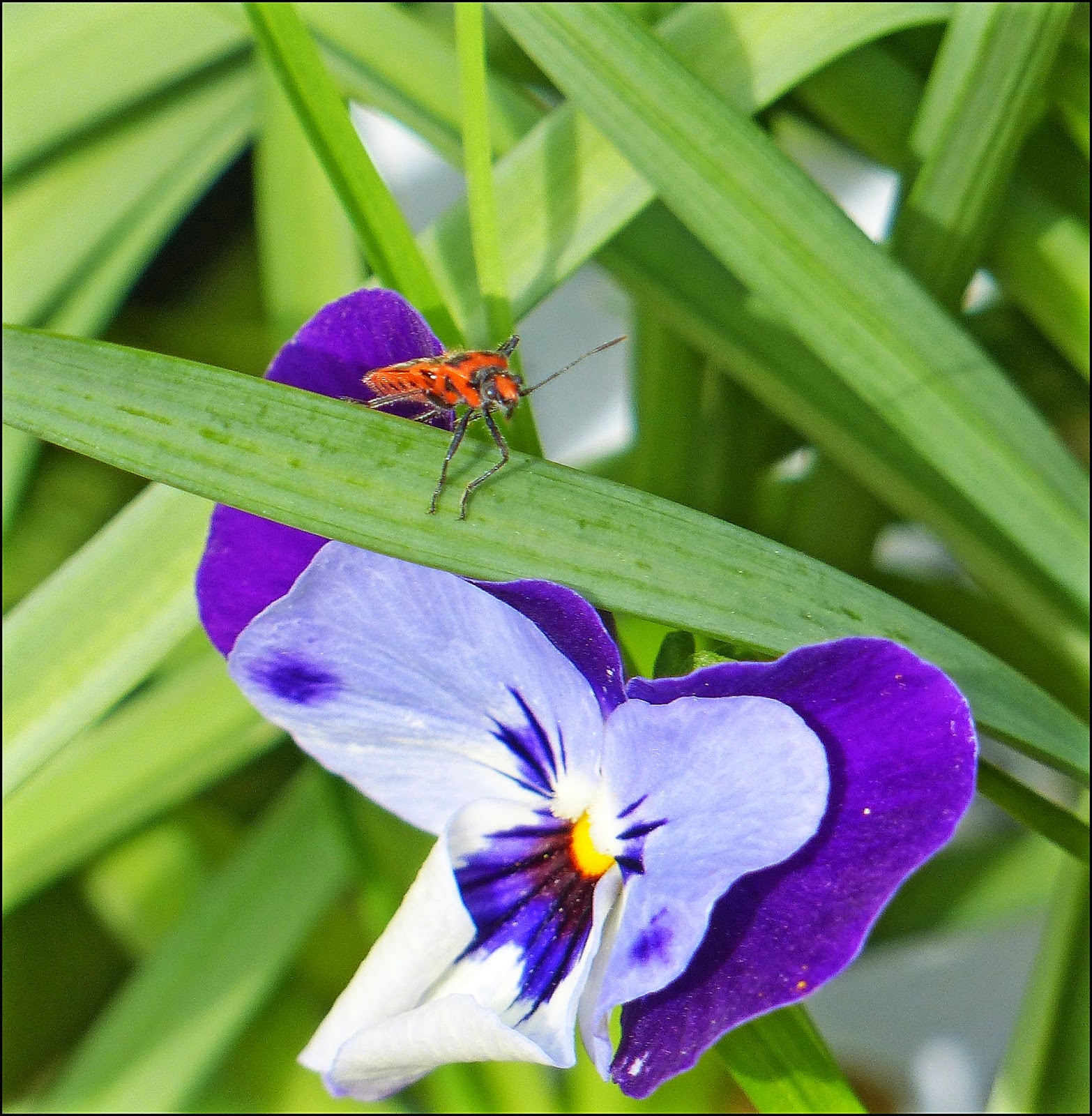 Wild and Wonderful: A Flash of Red Insects (Fire Bug, Ruby-tailed Wasp ...)