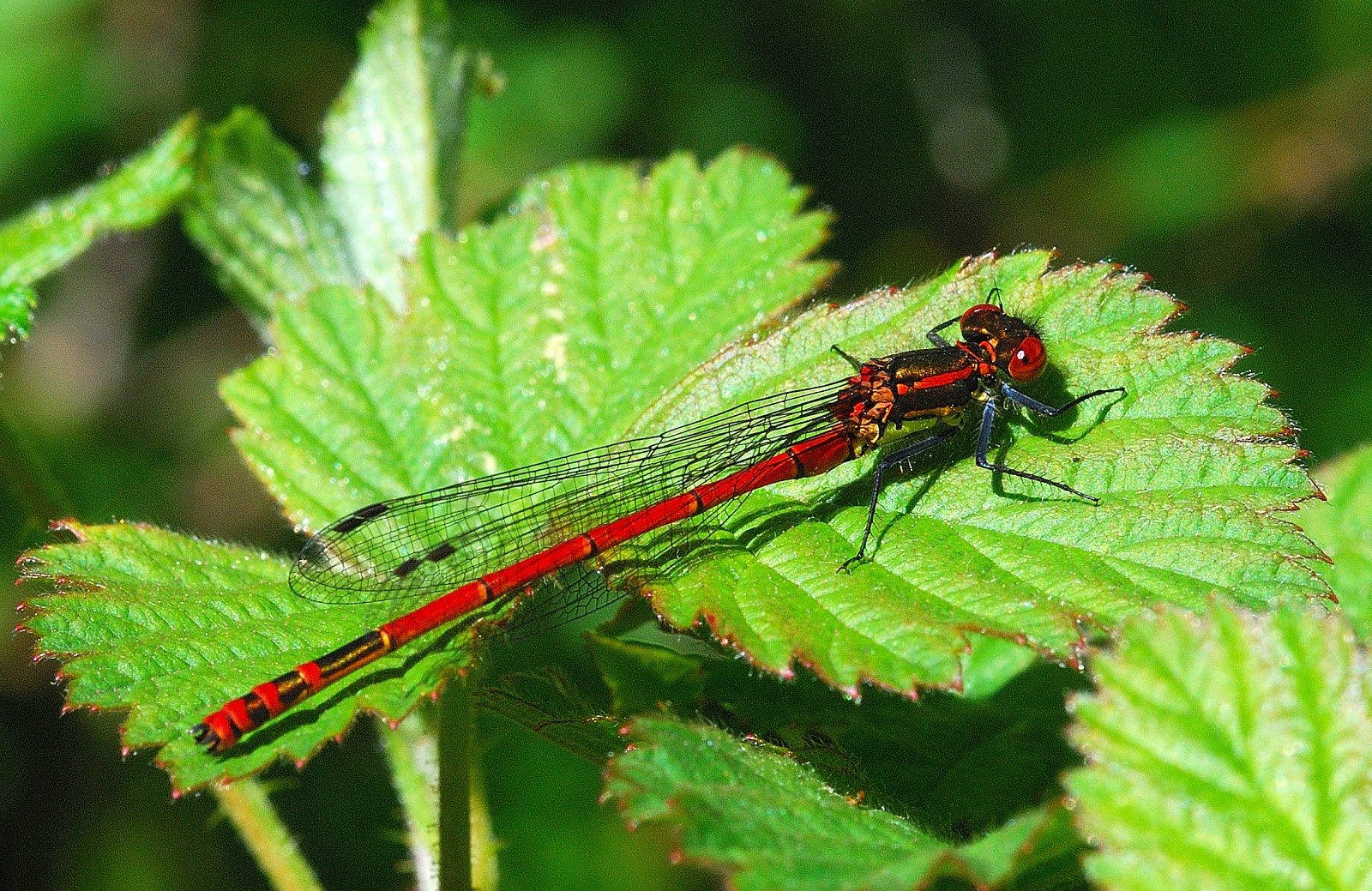 One Dragonfly Can Eat 100's of Mosquitoes Per Day - Stormfront