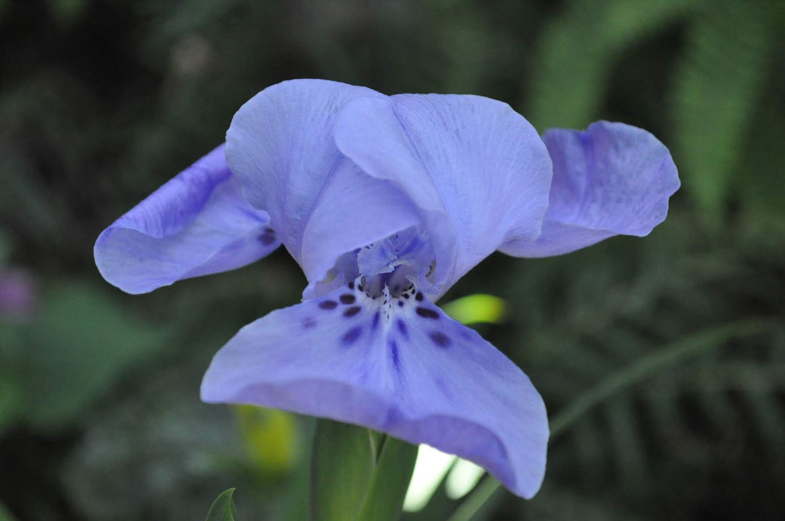 World of Irises: New Iris Species ‘Azure Blue’