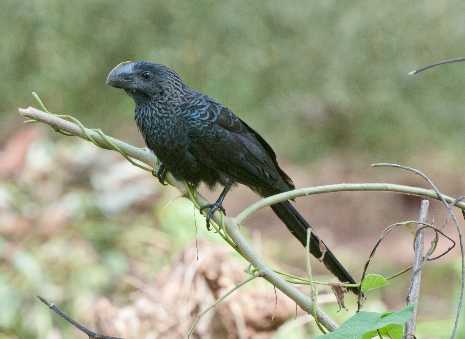 Birds of Different Feathers: Birds of Panama