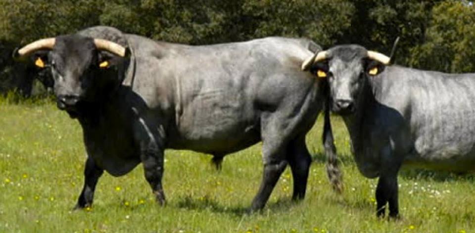 DEHESA & ARTESANOS CARNICEROS: CARNE MORUCHA DE SALAMANCA