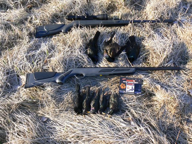 A Hermit's Diary: Crosman 2240 and Airgun hunting