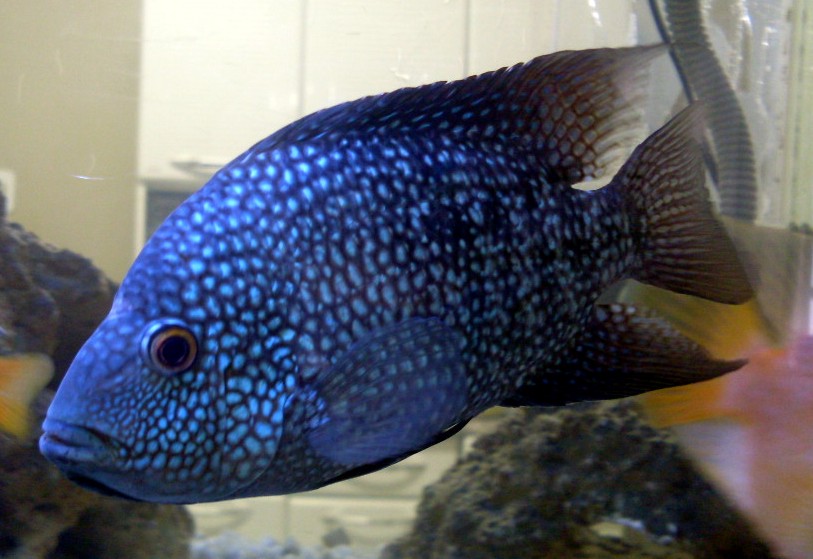 Loja Acquaciclideos: Peixes