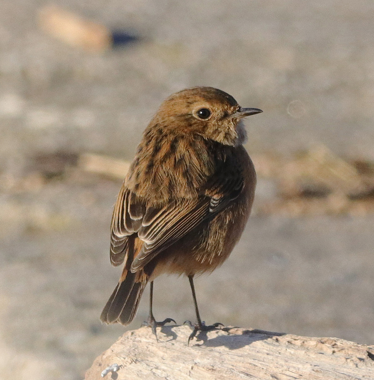 Another Bird Blog: Updated.