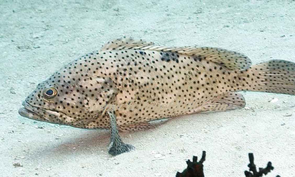 Inilah Jenis - Jenis Ikan Kerapu - Mulia Kerapu - Budidaya Ikan Kerapu ...