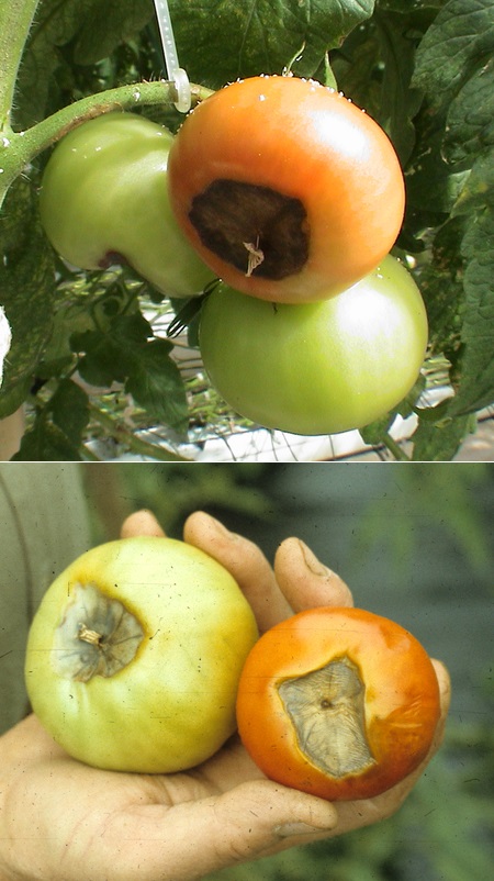 Tomato Blossom-End Rot Treatment