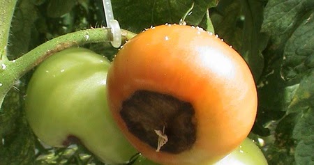 Tomato Blossom-End Rot Treatment