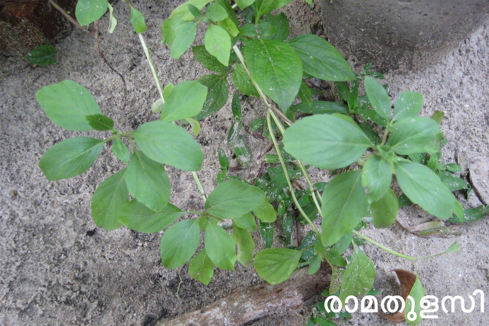 Ayurvedic Medicinal Plants in Kerala