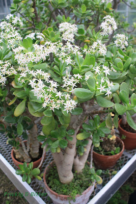 Prickly and Bitter: (one of) The real jade plant(s)