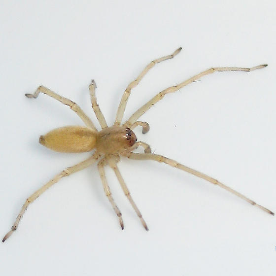 Variety of Life: Miturgidae