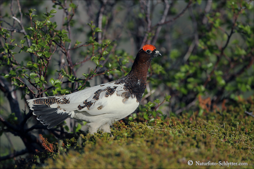 Villmarksopplevelser i ord og bilder!: Ryper og mer...
