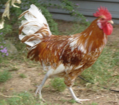 Aloha Chickens: Hen Highlights - Orpington Cross
