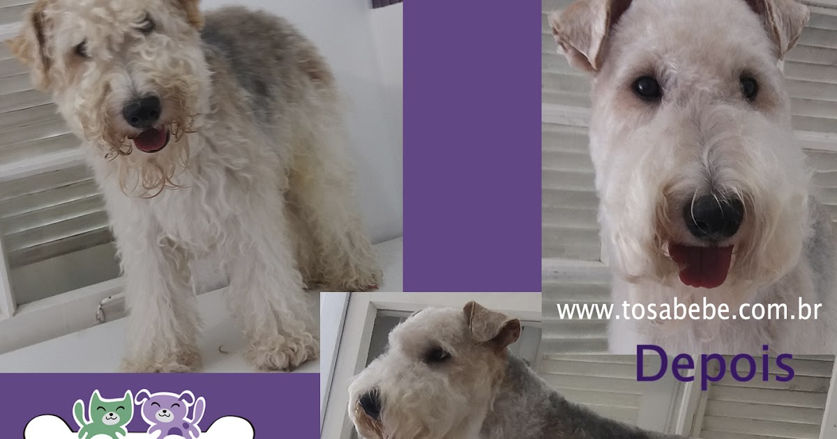 TOSA BEBÊ - TOSA VERÃO - TOSA TESOURA -TOSA PORTO ALEGRE: TOSA FOX ...