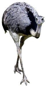 EMA, AVE DA FAMÍLIA RHEIDAE