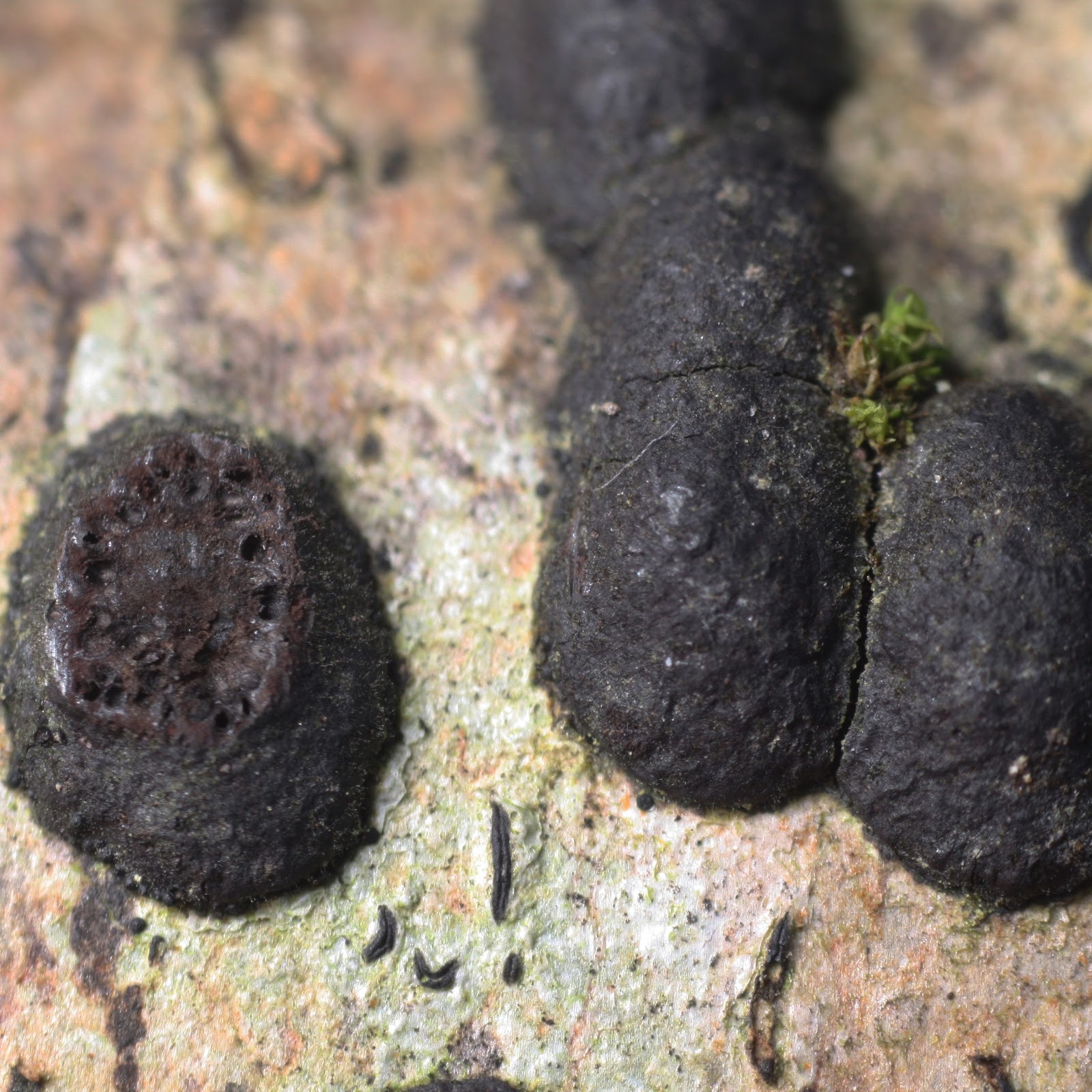 Guía de Setas y Hongos de Navarra.: Hypoxylon fuscum (Pers. ex Fr.) Fr.