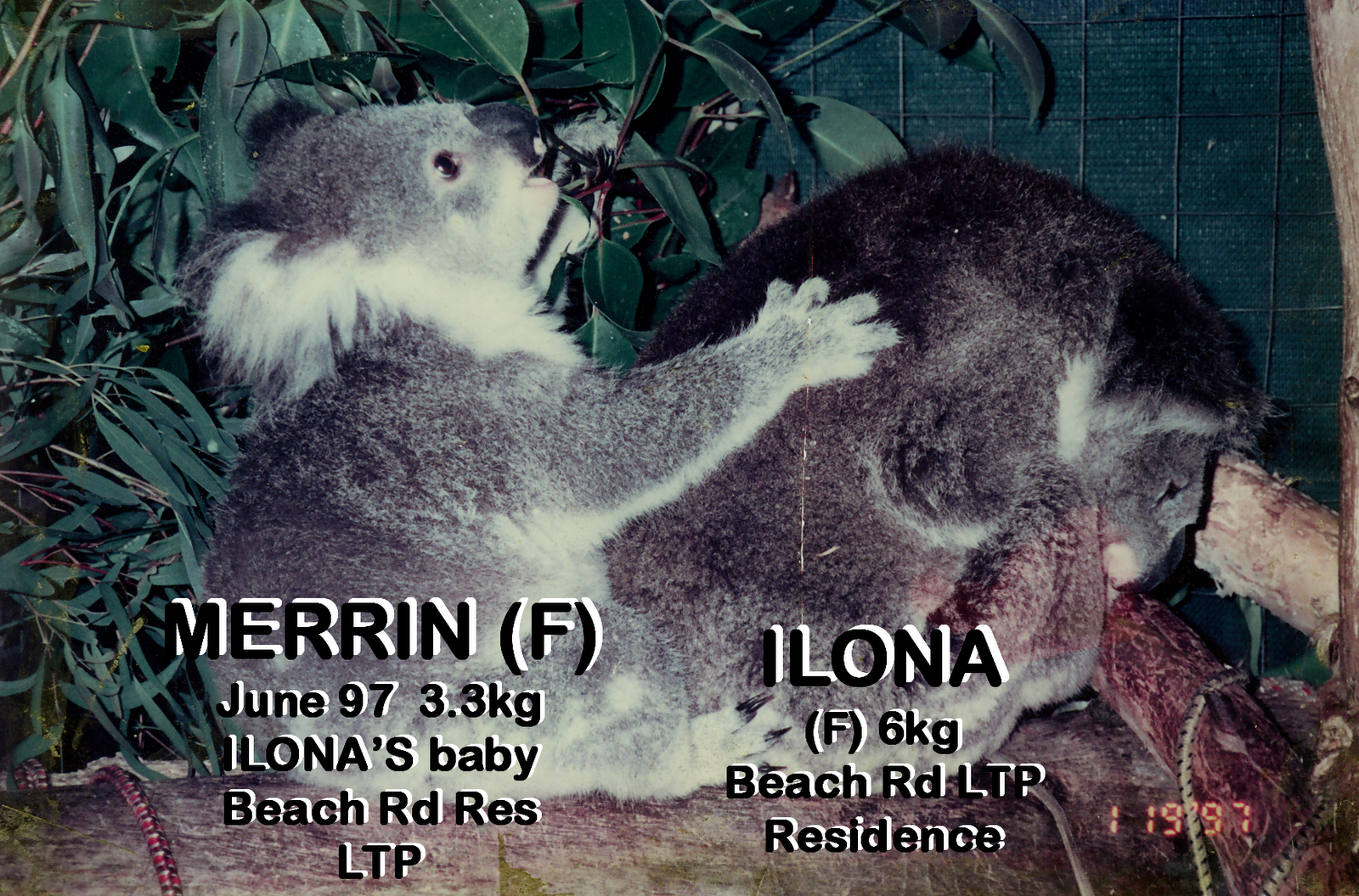 Tilligerry Habitat: Koalas,their life and HKPS