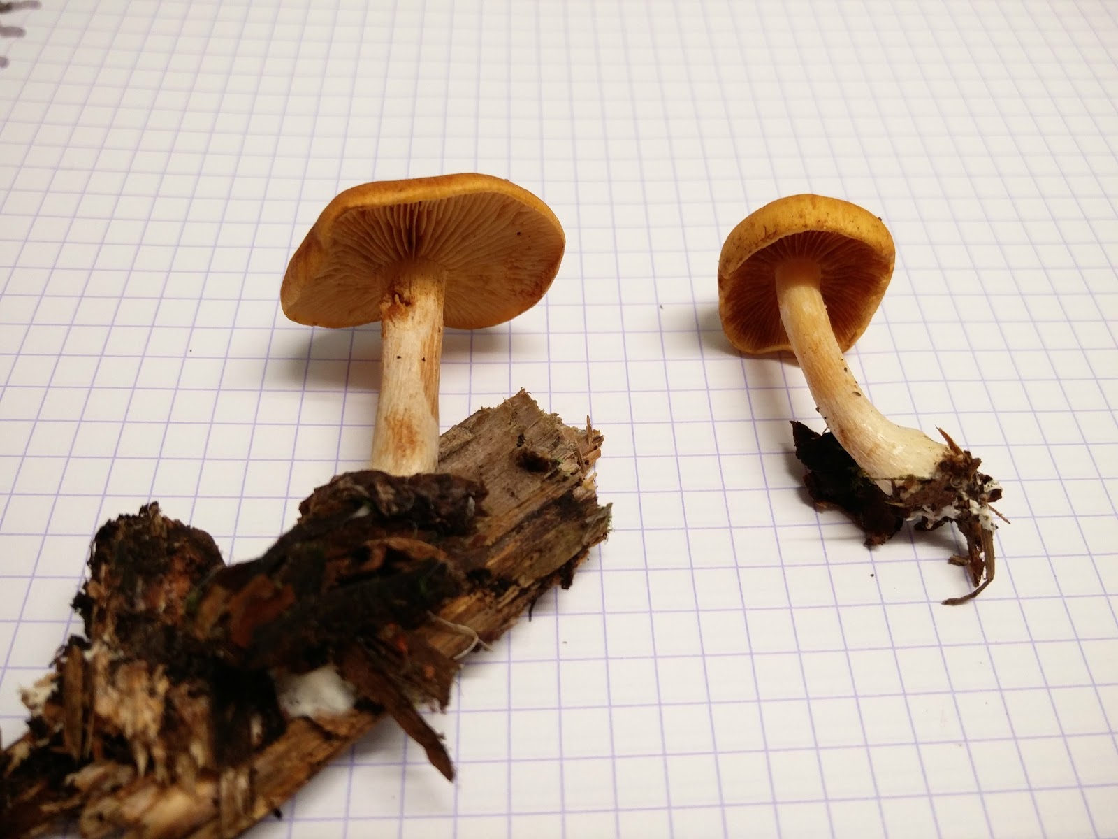 Misidentifying Fungi: Graffham Common Fungus Walk