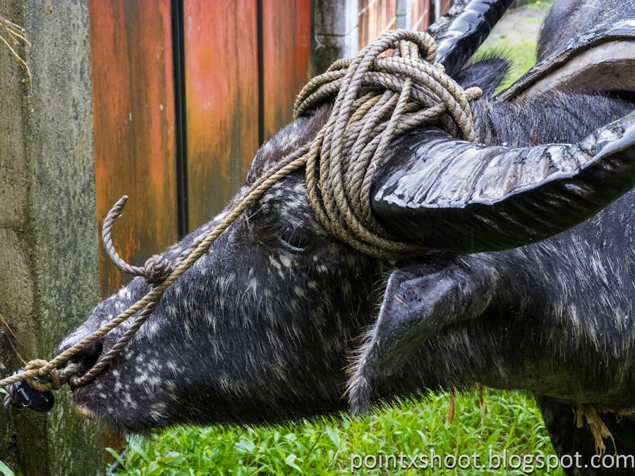 point, shoot, delete: Kalabaw