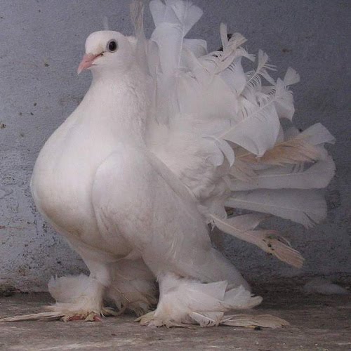 World Of Pigeons: Encyclopedia Of Pigeons