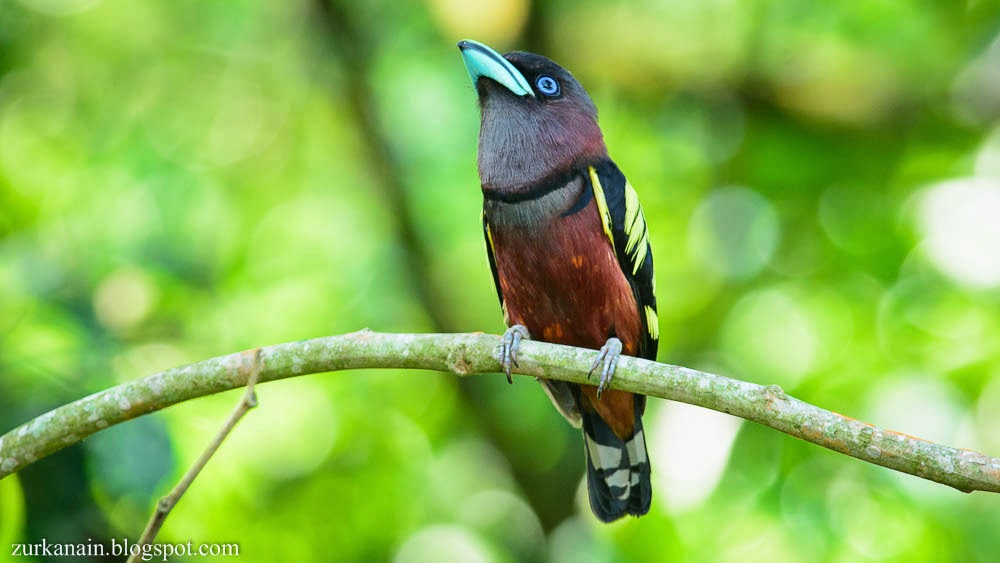 Zul Ya - Birds of Peninsular Malaysia: Banded Broadbill, Black and Red ...