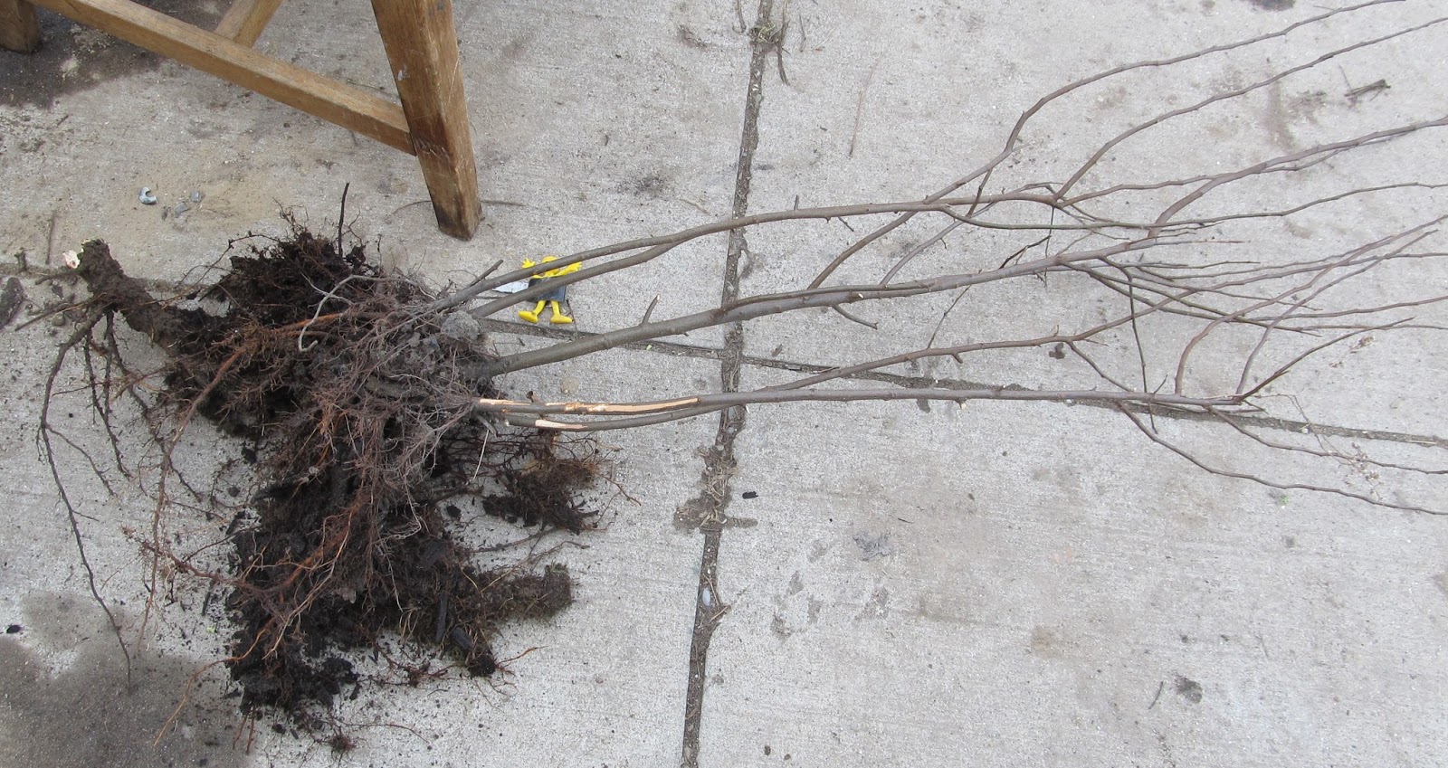 Eaton Rapids Joe: Quince rootstock were put into the ground yesterday