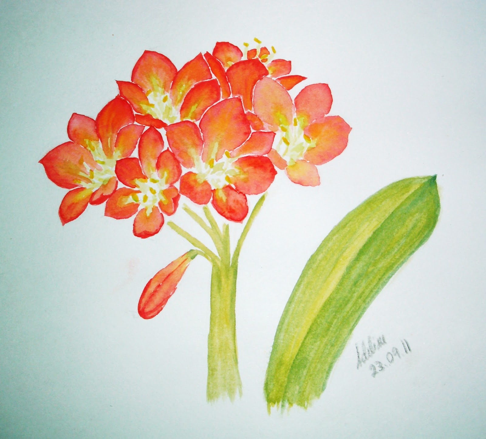 Les Croquis de Lili: Clivia