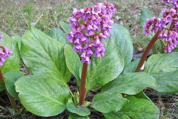 ARTE Y JARDINERÍA : Especies tapizantes y cubresuelos. 4ª Parte