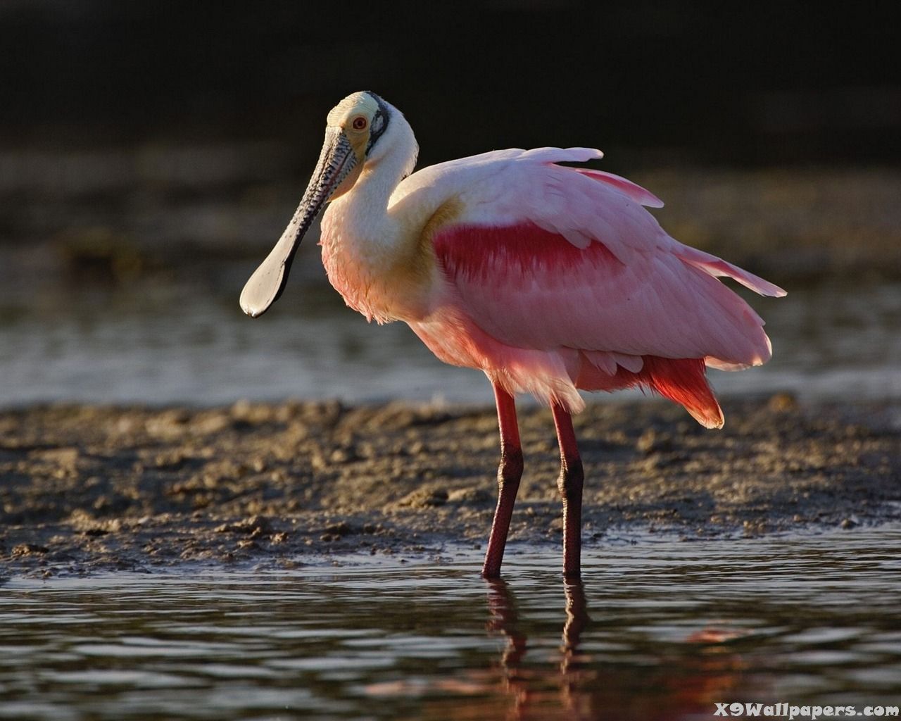 50 Amazing Wild Birds and Sparrows photography 1280 X 1024 | X9Wallpapers