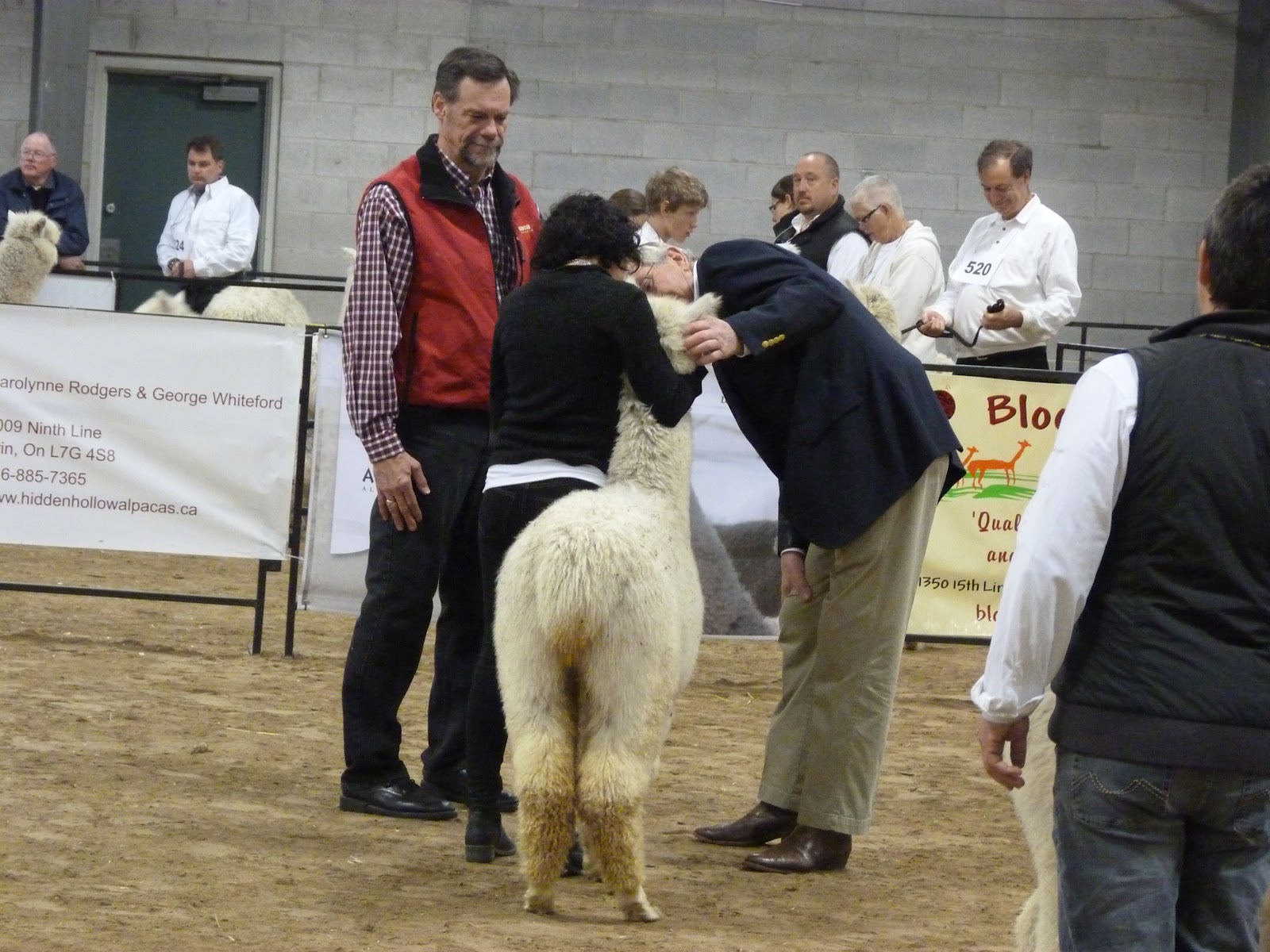 Serena, the Unflappable Alpaca