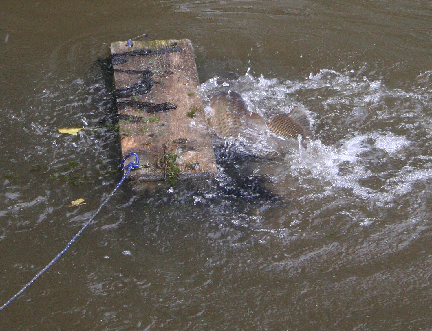 Avon Roach Project: Spawning and Hatching - May 2016