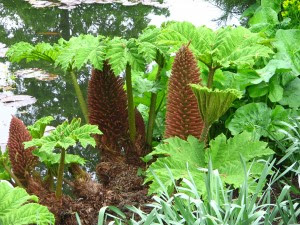 GUNNERA MANICATA |The Garden of Eaden