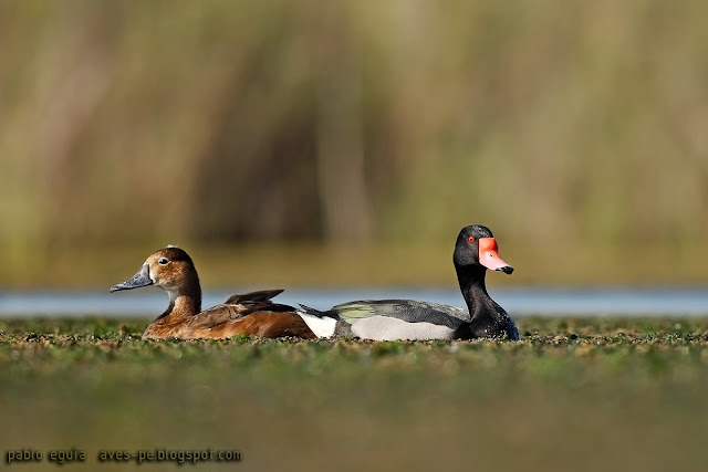 mis fotos de aves: Netta peposaca Pato Picazo Rosy-billed Pochard
