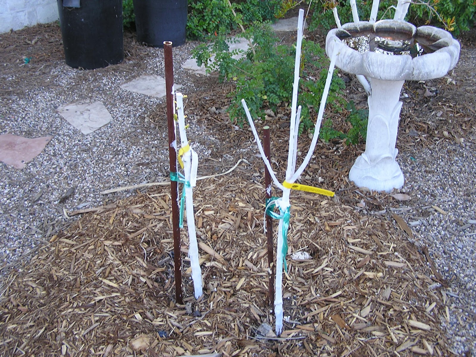 Xtremehorticulture of the Desert: Multiple Trees Together Better Choice ...