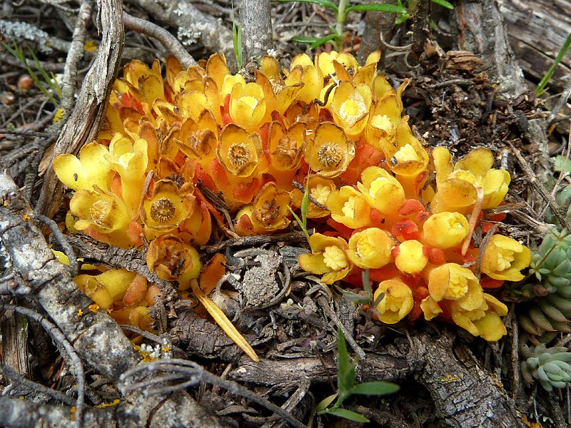 PASOS: Termófilas oscenses