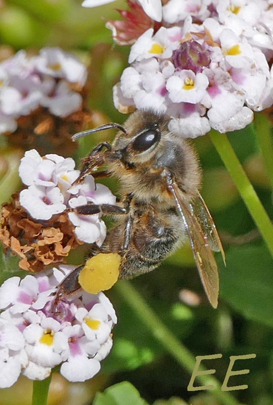 Mallorca es así también: La Primavera de los Insectos