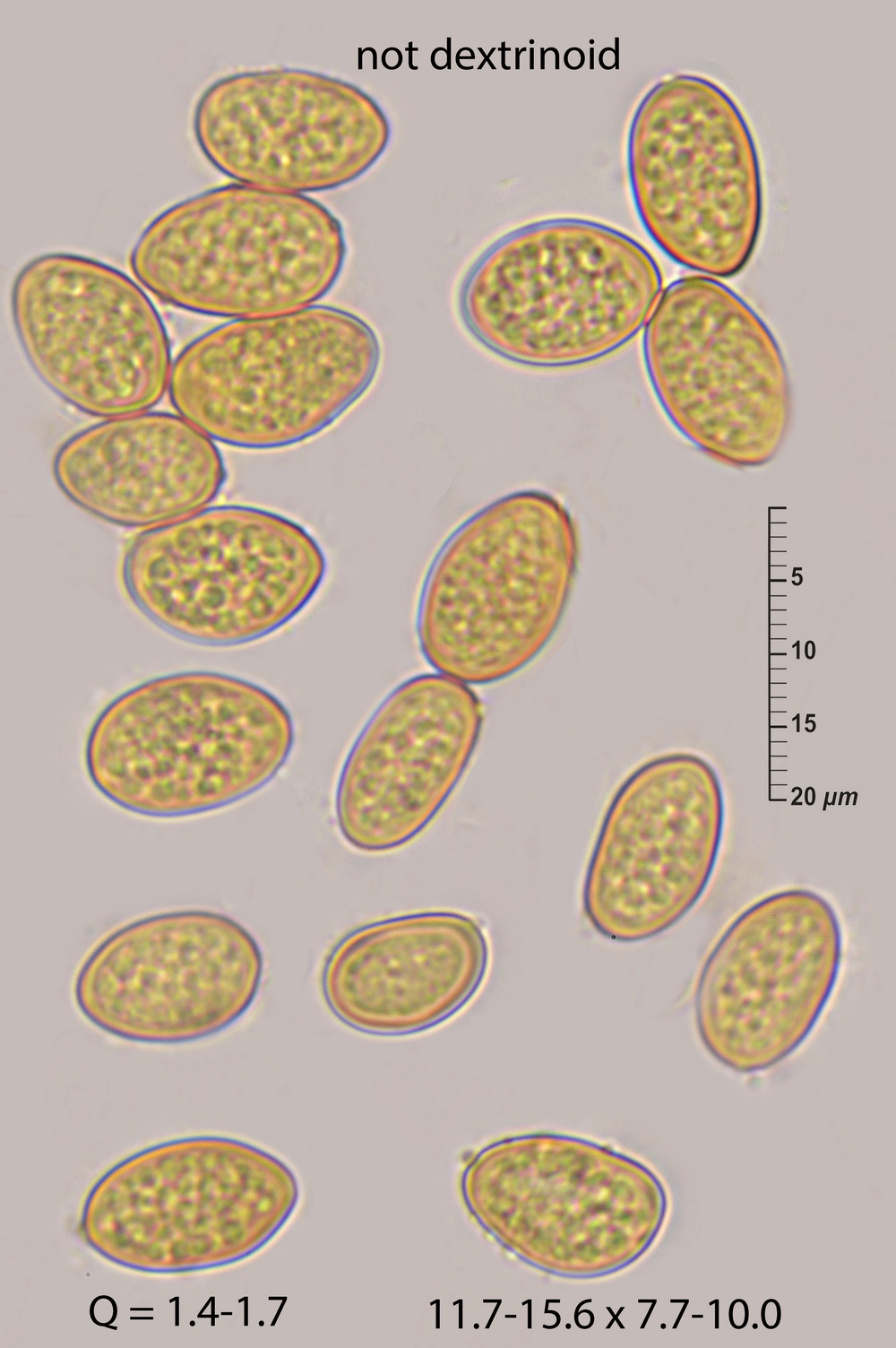 Coniophora puteana (Schumach.) P. Karst. • CEMAS