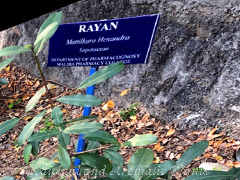 Medicinal and Aromatic Plants: MANILKARA HEXANDRA