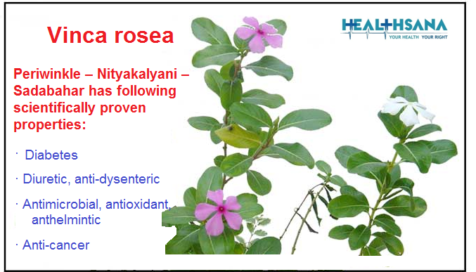 Vinca Rosea Medicinal Uses