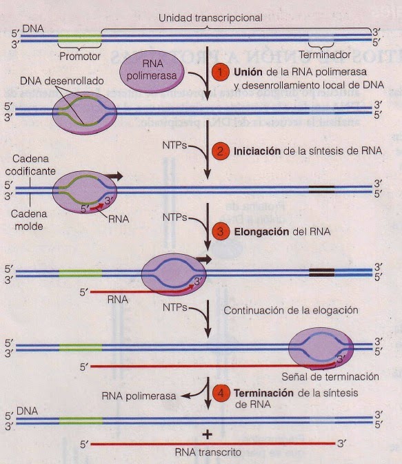 Apuntes de Bioquímica: Transcripción del ADN.Generalidades