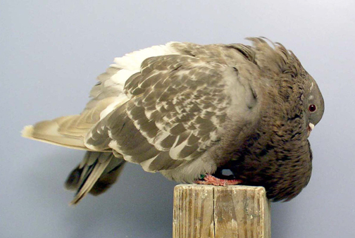 Marchenero Pouter ( Buchon Marchenero ) - Pigeons fall