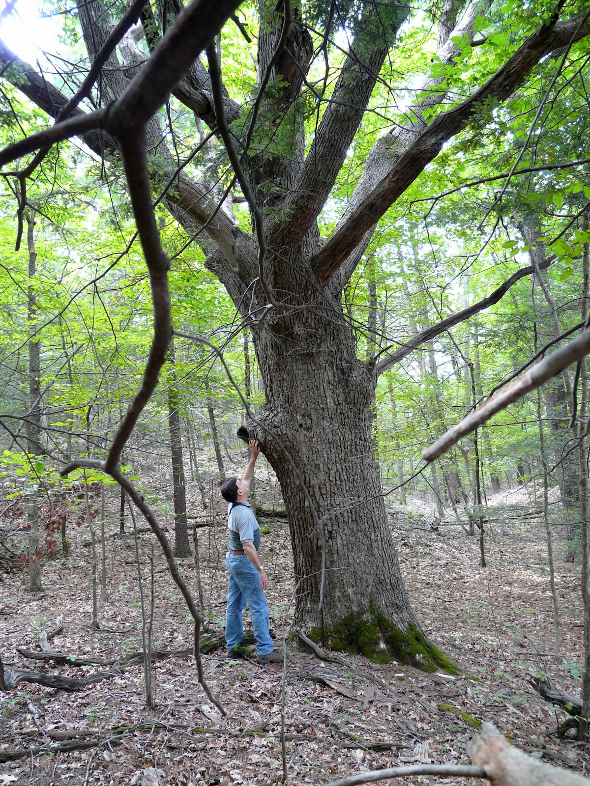 Timberturner + Bowlwood Woodturning: Wolf Trees of New England