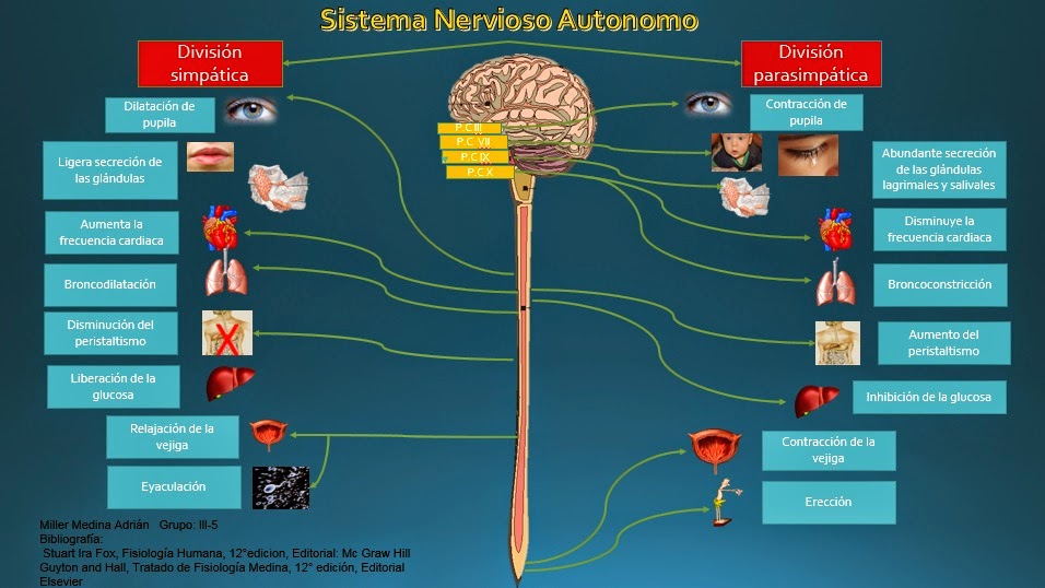 Fisiología básica: Sistema Nervioso Autónomo: División Simpática y ...