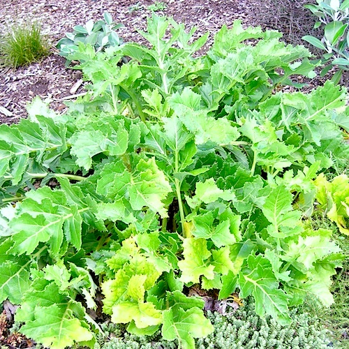 Theobrominated: Puha