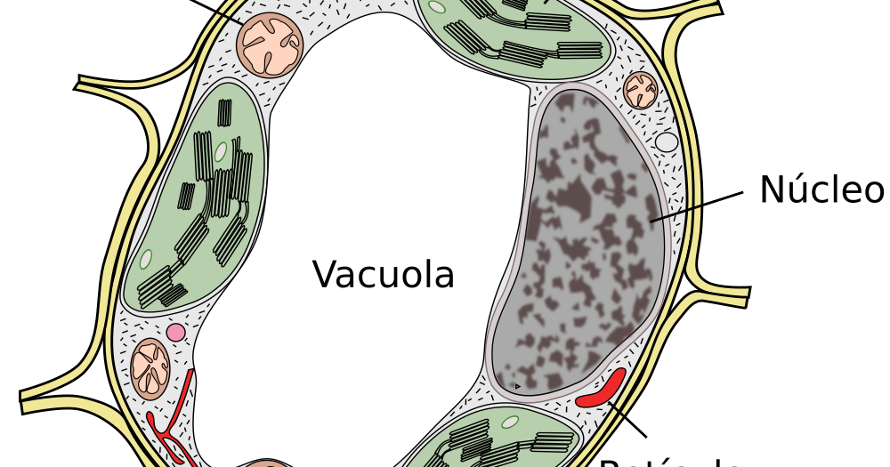 VACUOLA
