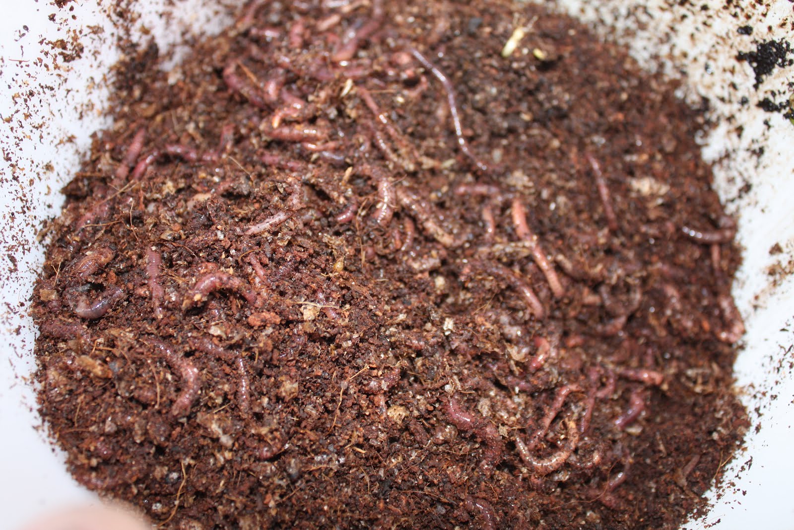 Thimbles, Bobbins, Paper and Ink: Worms in the mail