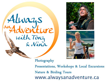 The Visual Adventure